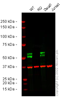 Human MEF2C knockout THP-1 cell line (ab313739) | Abcam