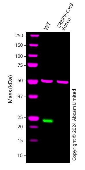 Human MGMT knockout HCT116 cell line (ab286541) | Abcam