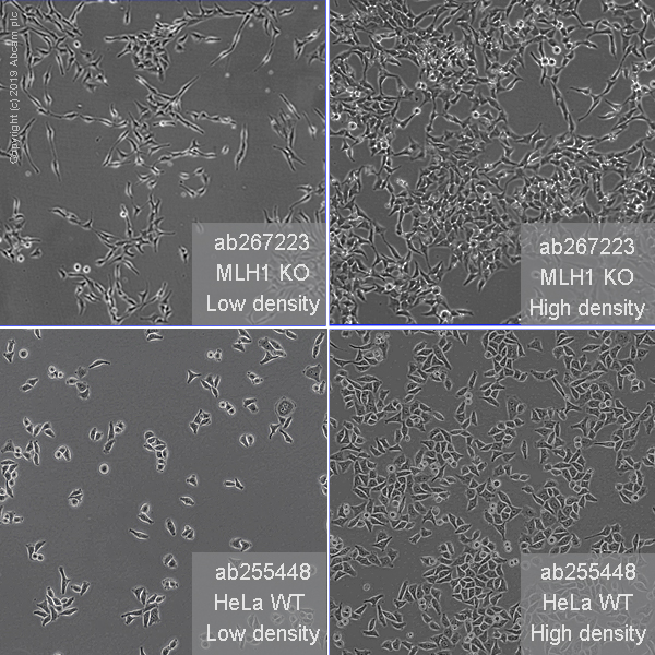 Human MLH1 knockout HeLa cell line (ab267223) | Abcam