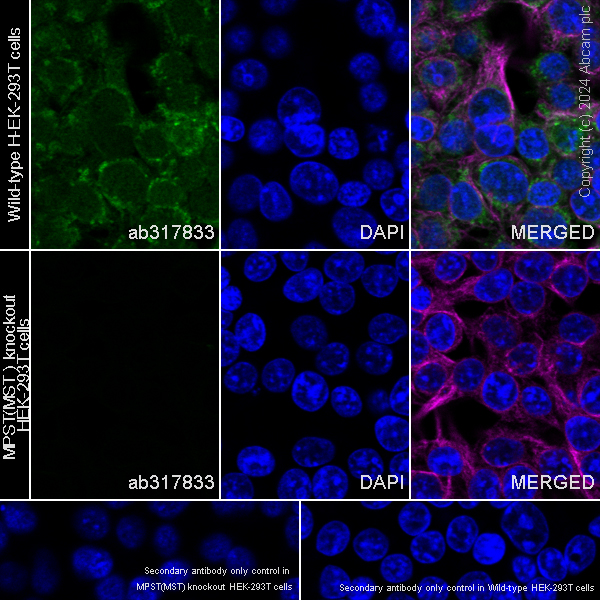 Human MPST (MST) knockout HEK-293T cell line (ab266789) | Abcam