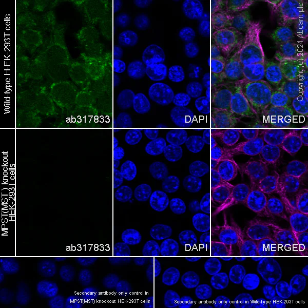 Human MPST (MST) knockout HEK-293T cell line (ab266789) | Abcam