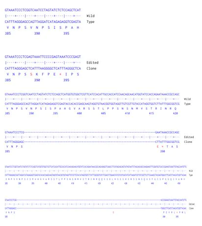 Human NCOA1 knockout A549 cell line (ab287641) | Abcam