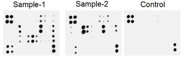 Human Neuro Antibody Array II (Membrane, 30 Targets) (ab211063) | Abcam