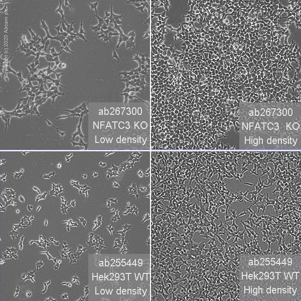 Human NFATC3 (NFAT4) knockout HEK-293T cell line (ab267300) | Abcam