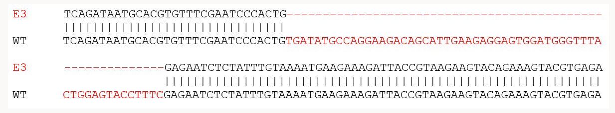Human NLRP3 knockout THP-1 cell line (ab280063) | Abcam