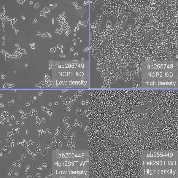 Human NPC2 (Niemann Pick C2) knockout HEK-293T cell line (ab266749) | Abcam