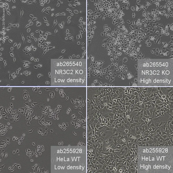 Human NR3C2 (Mineralocorticoid Receptor) knockout HeLa cell line ...