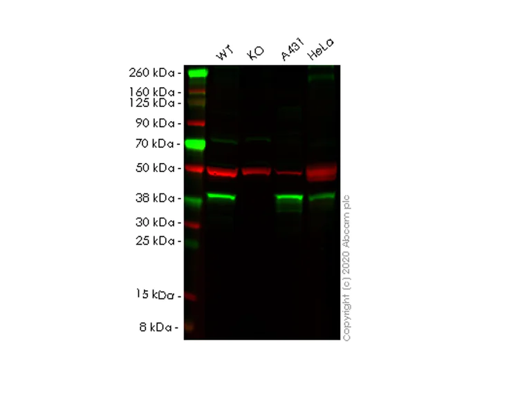 Human NSDHL knockout HEK-293T cell line (ab266682) | Abcam