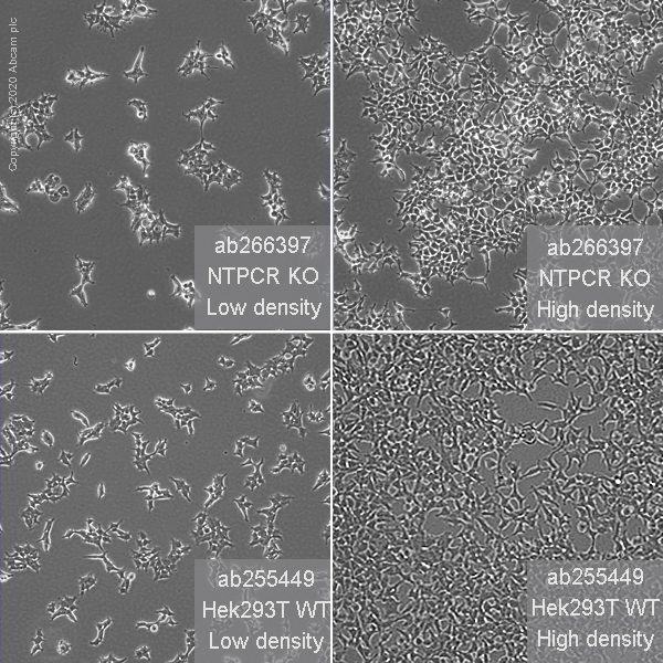 Human NTPCR (Nucleoside triphosphate phosphohydrolase) knockout HEK-293T cell line (ab266397 ...