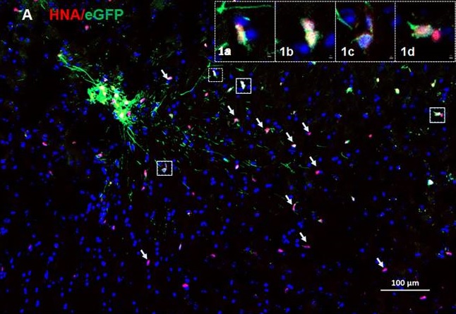 Anti-human nuclear antigen antibody [235-1] - nuclear marker (ab191181 ...