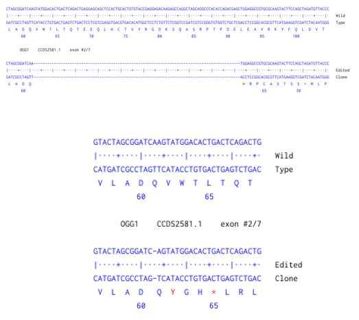 Human OGG1 knockout A549 cell line (ab301118) | Abcam