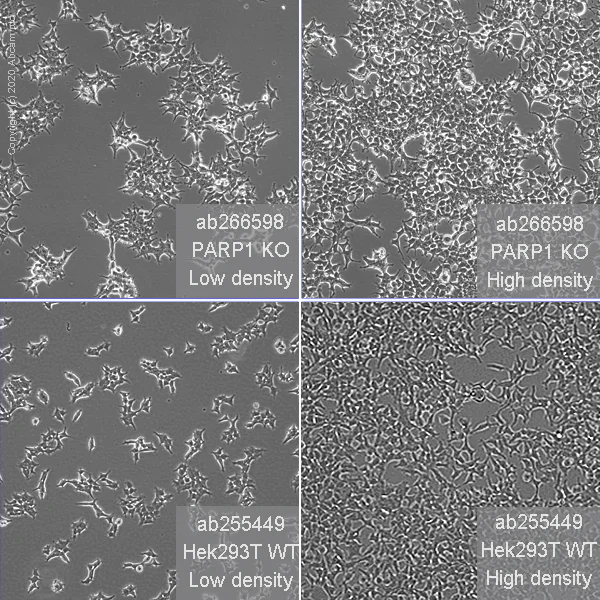 Human PARP1 knockout HEK-293T cell line (ab266598) | Abcam