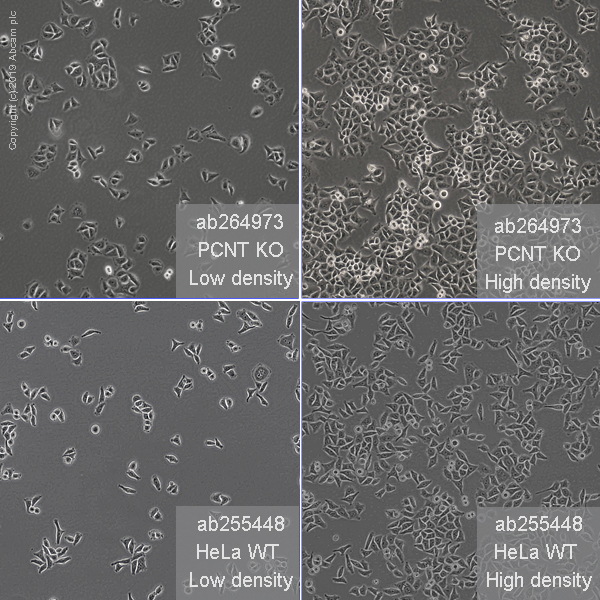 Human PCNT (Pericentrin) knockout HeLa cell line (ab264973) | Abcam