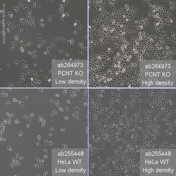 Human PCNT (Pericentrin) knockout HeLa cell line (ab264973) | Abcam