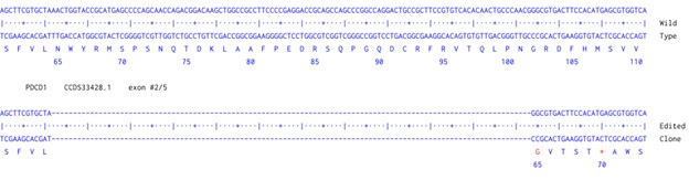 Human PDCD1 knockout A549 cell line (ab287678) | Abcam