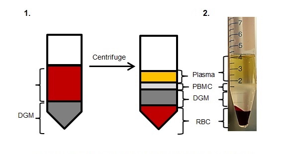 Human Peripheral Blood Mononuclear Cell Isolation and Viability Kit ...