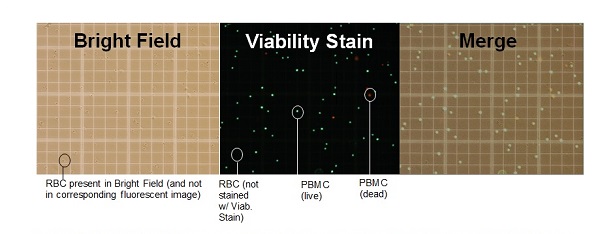 Human Peripheral Blood Mononuclear Cell Isolation and Viability Kit ...