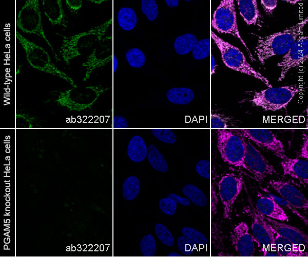 Human PGAM5 knockout HeLa cell line (ab265141) | Abcam