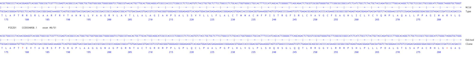 Human PIEZO1 knockout HeLa cell line (ab274924) | Abcam