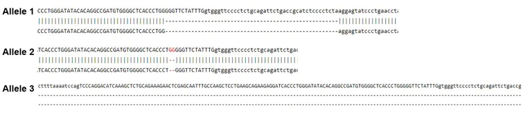 Human POU5F1 knockout HCT116 cell line (ab286538) | Abcam