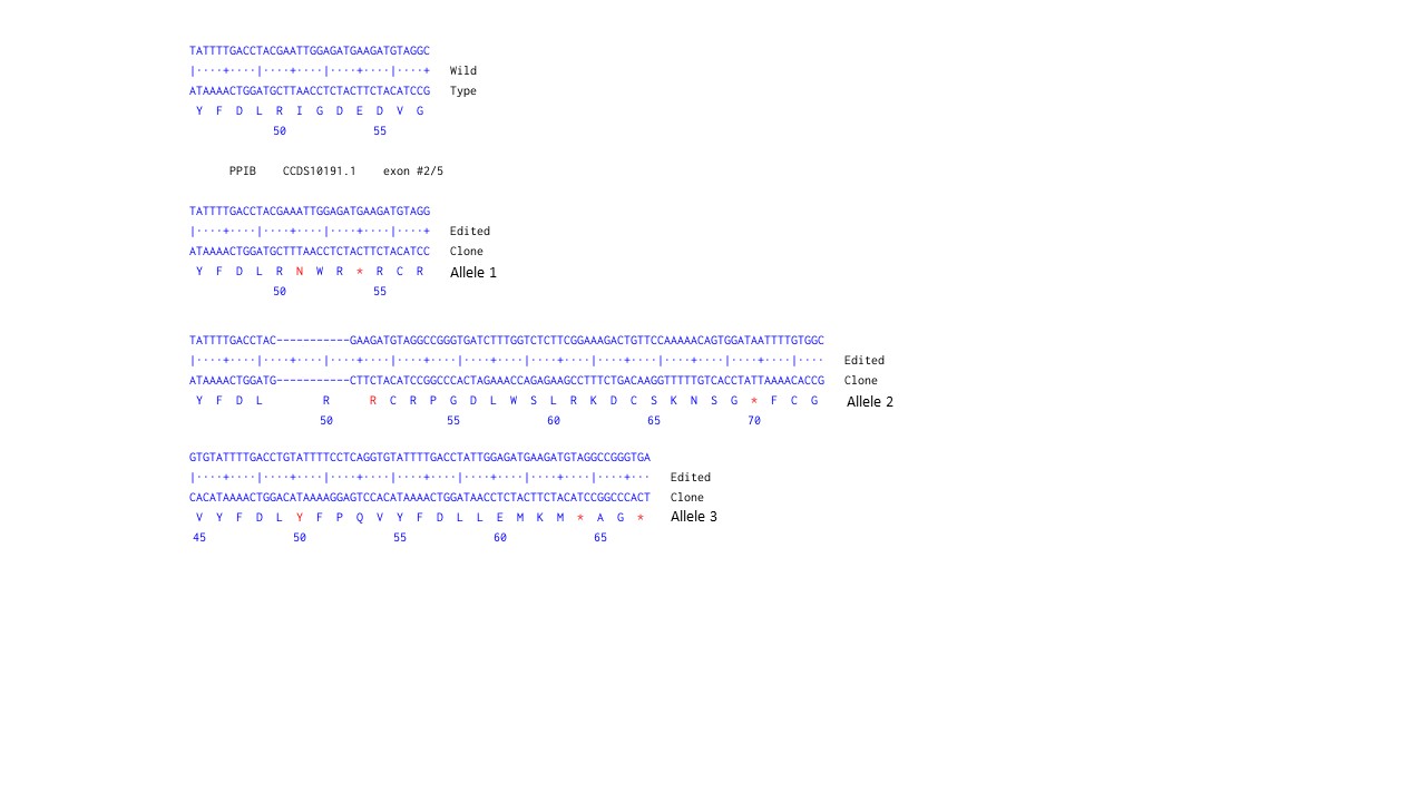 Human PPIB (Cyclophilin B) knockout HeLa cell line (ab264020) | Abcam