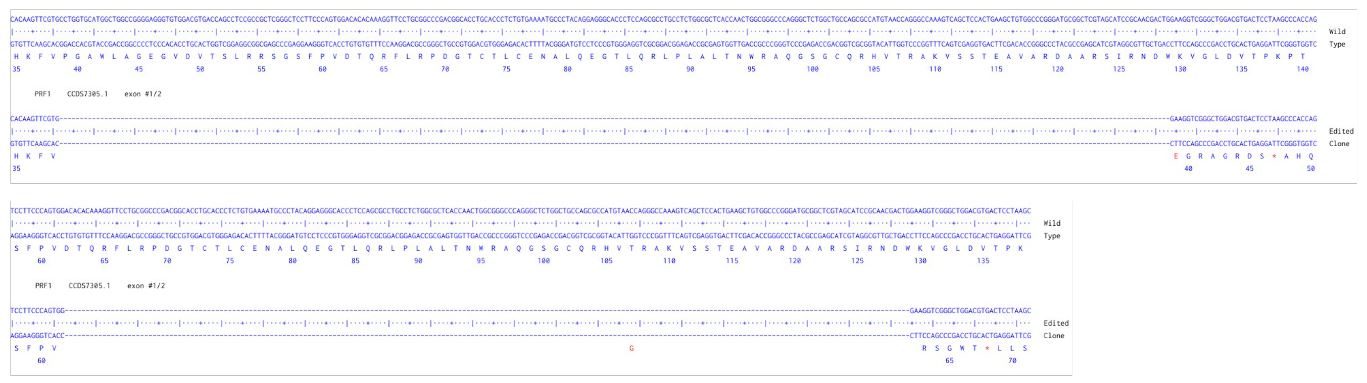 Human PRF1 knockout HCT116 cell line (ab287710) | Abcam