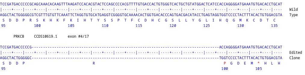 Human PRKCB knockout A549 cell line (ab287718) | Abcam