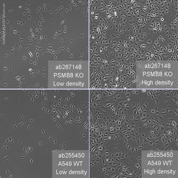 Human PSMB8 (Proteasome 20S LMP7) knockout A549 cell line (ab267148 ...