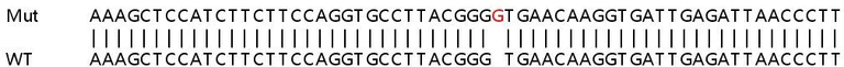 Human PSMB8 (Proteasome 20S LMP7) knockout A549 cell line (ab267149 ...