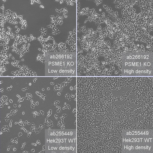 Human PSME1 knockout HEK-293T cell line (ab266192) | Abcam