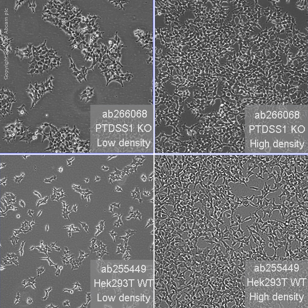 Human PTDSS1 knockout HEK-293T cell line (ab266068) | Abcam