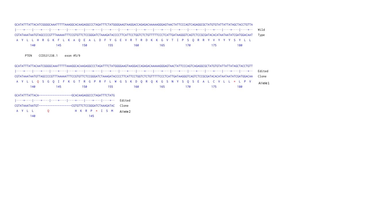 Human PTEN knockout A549 cell line (ab286704) | Abcam