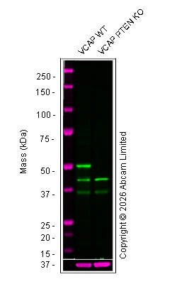 Human PTEN knockout VCaP cell line (ab326417) | Abcam中文官网