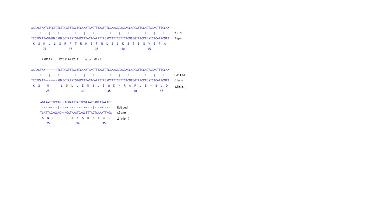 Human RAB11A knockout HeLa cell line (ab274941) | Abcam