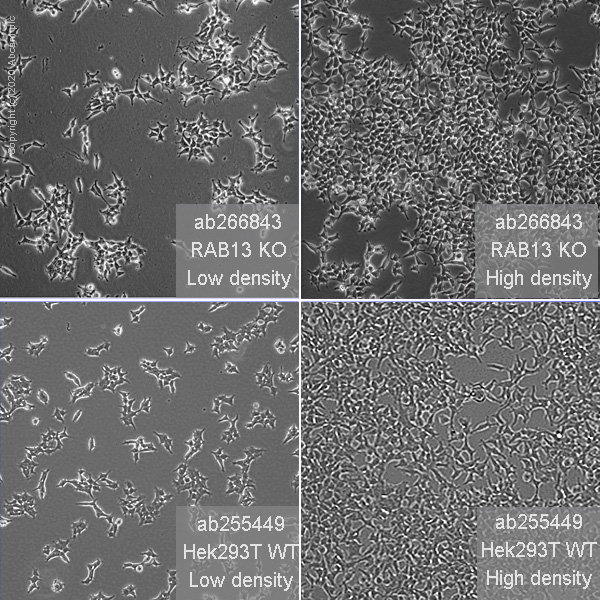 Human RAB13 knockout HEK-293T cell line (ab266843) | Abcam