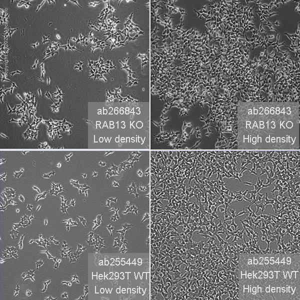 Human RAB13 knockout HEK-293T cell line (ab266843) | Abcam