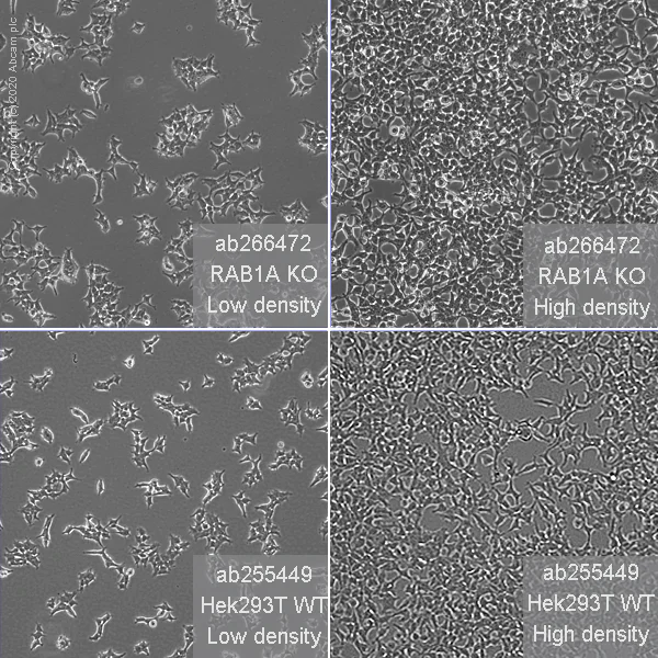 Human RAB1A knockout HEK-293T cell line (ab266472) | Abcam