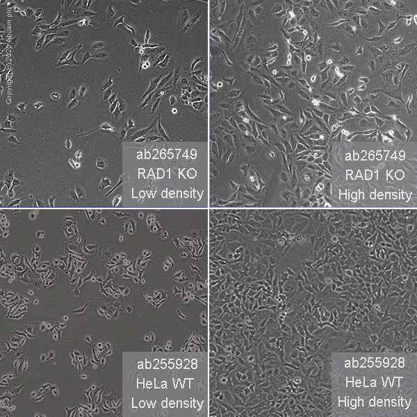 Human RAD1 knockout HeLa cell line (ab265749) | Abcam