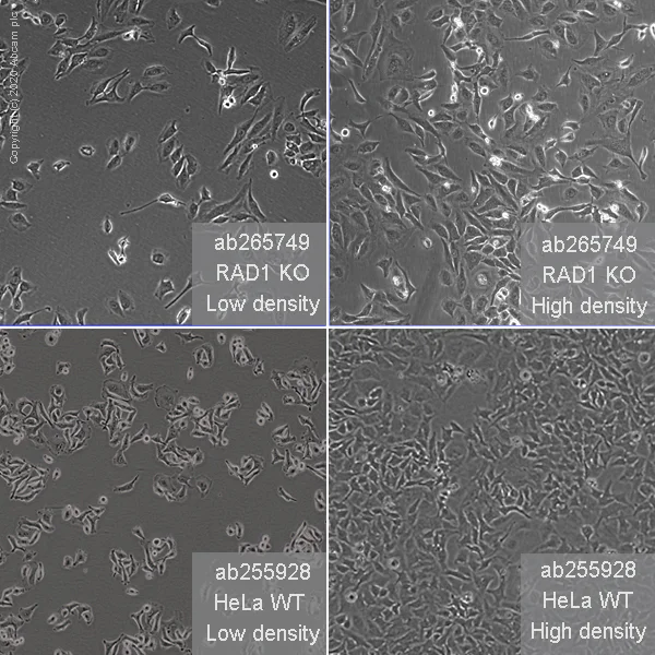 Human RAD1 knockout HeLa cell line (ab265749) | Abcam