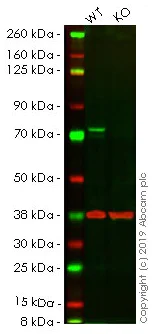 Human RAF1 knockout HeLa cell line (ab264978) | Abcam