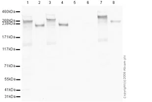 Human RNA polymerase II CTD repeat YSPTSPS (phospho S5) peptide ...