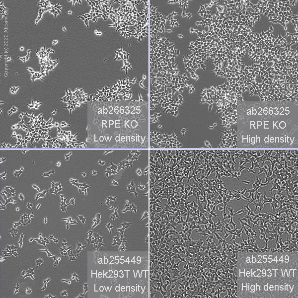 Human RPE knockout HEK-293T cell line (ab266325) | Abcam