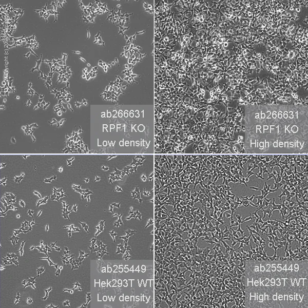 Human RPF1 knockout HEK-293T cell line (ab266631) | Abcam