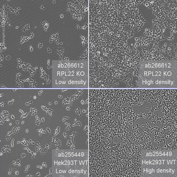 Human RPL22 knockout HEK-293T cell line (ab266612) | Abcam
