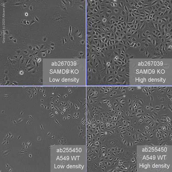 Human SAMD9 knockout A549 cell line (ab267039) | Abcam
