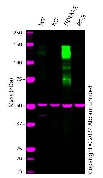 Human SEMA4D knockout HCT116 cell line (ab289144) | Abcam