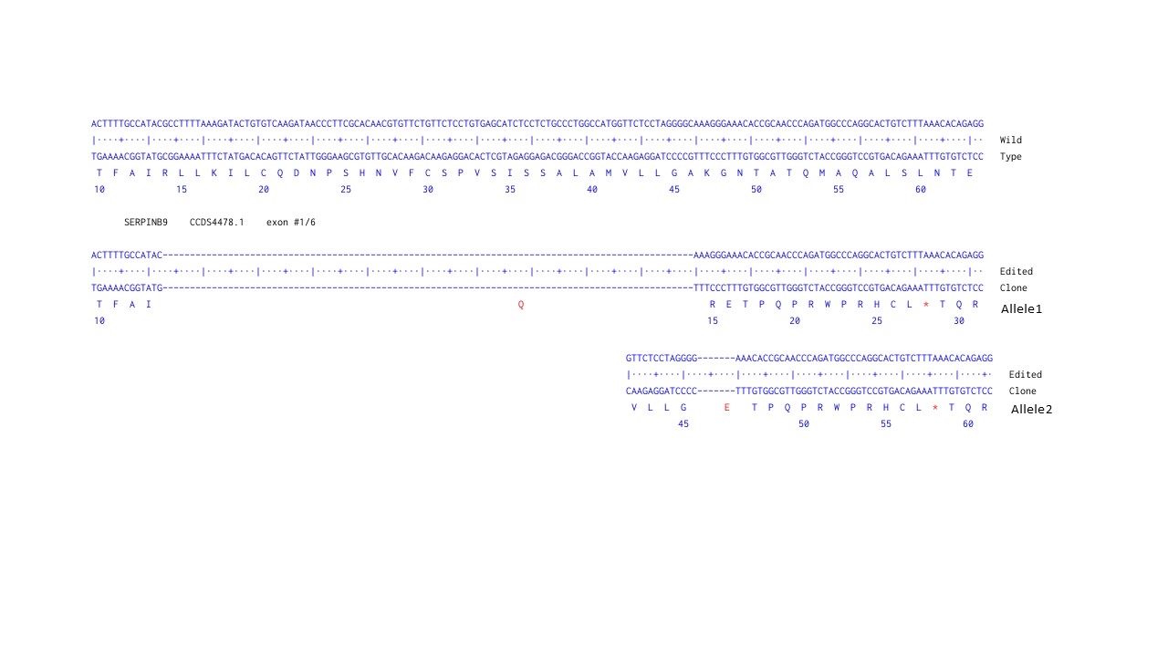 Human SERPINB9 knockout K562 cell line (ab302333) | Abcam