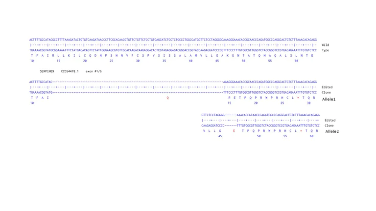 人SERPINB9 knockout K562 cell line (ab302333)| Abcam中文官网