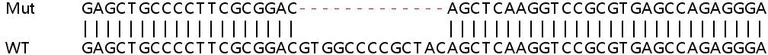 Human SIVA1 (SIVA) knockout HEK-293T cell line (ab266675) | Abcam