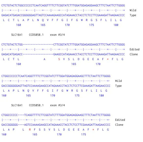 Human SLC16A1 knockout A549 cell line (ab301232) | Abcam